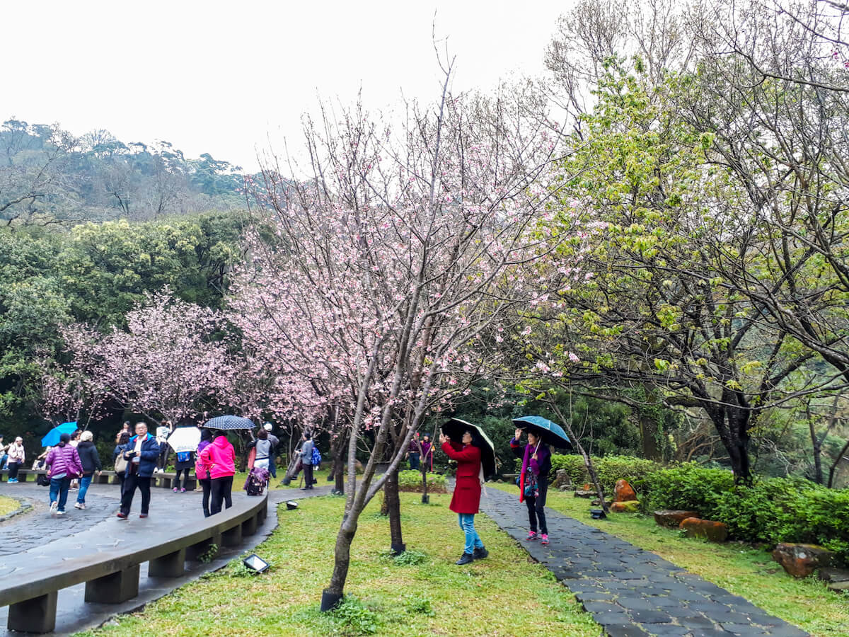 Our 4-Day Taiwan Spring Itinerary: Cherry Blossoms, Food & More!