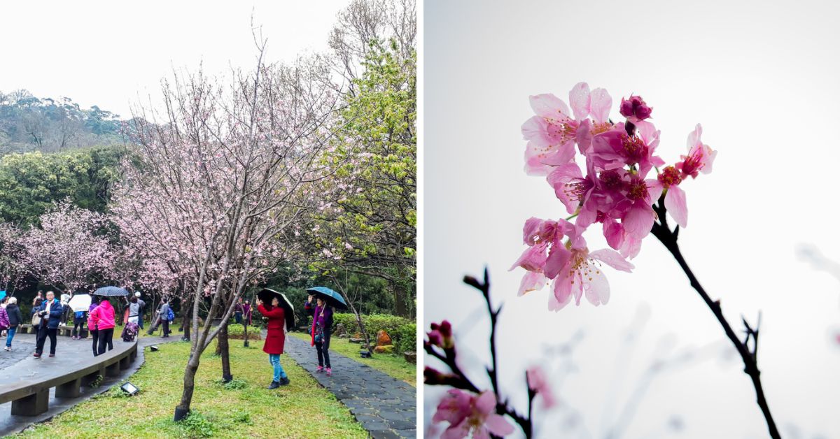 Our 4-Day Taiwan Spring Itinerary: Cherry Blossoms, Food & More!