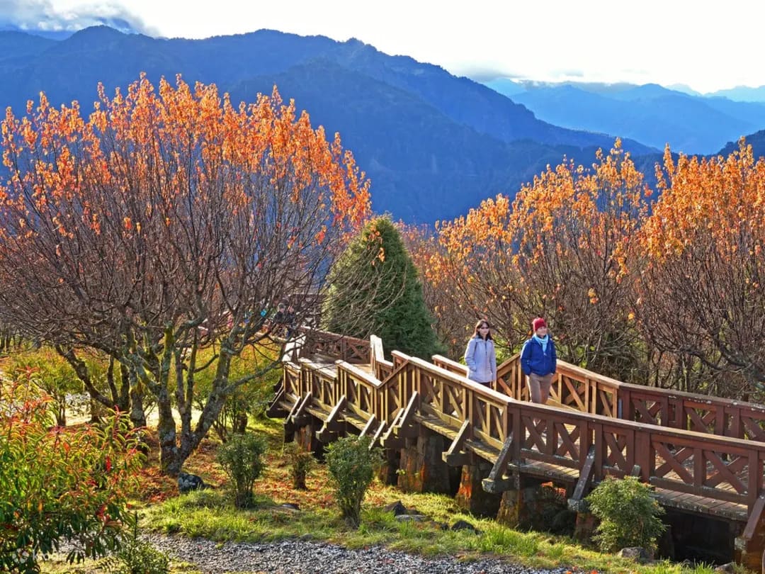 2026 Taiwan Autumn Foliage: 10 Best Viewing Spots & Dates